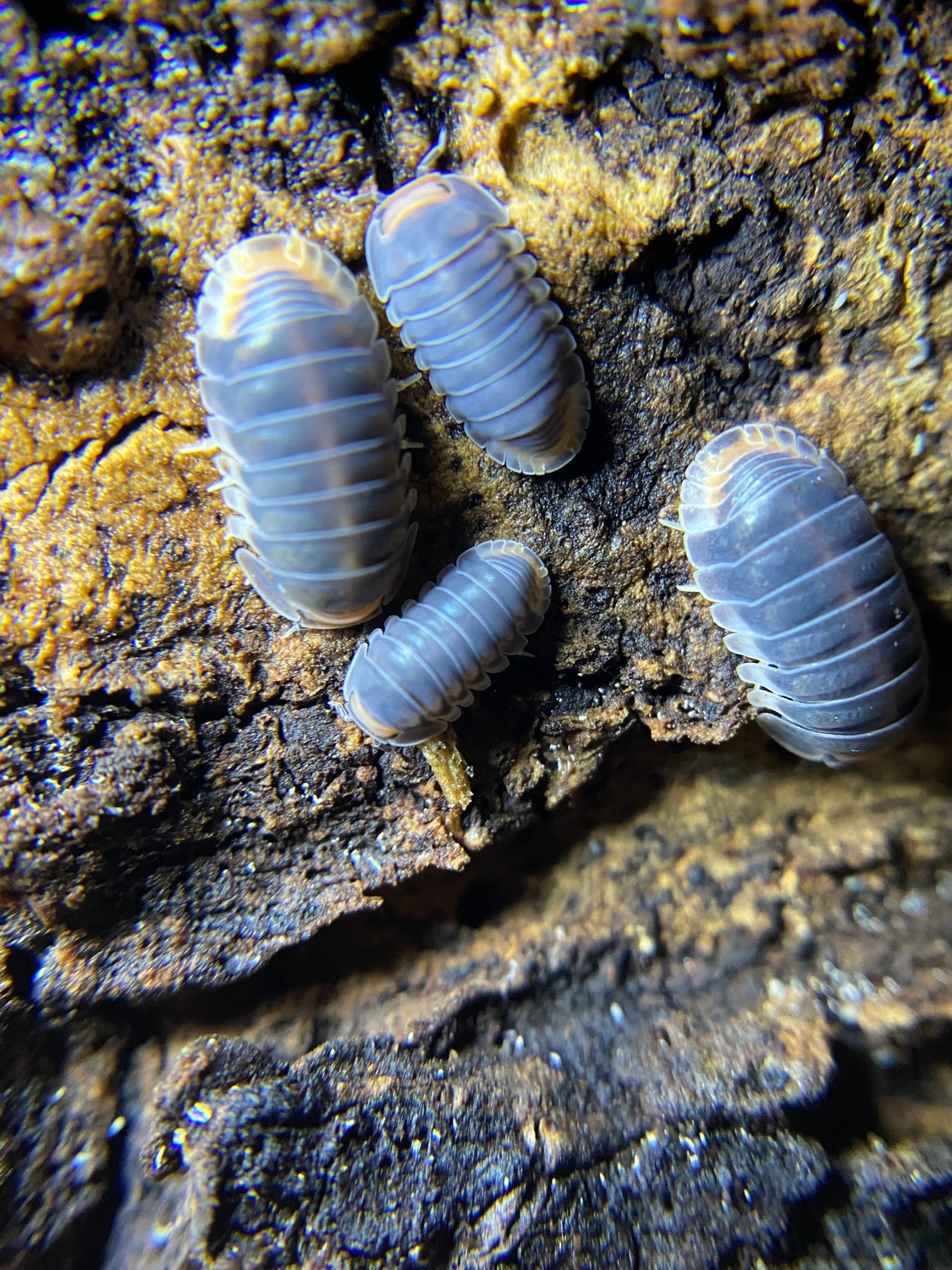 15+ Pak Chong Isopod by Nidhoggnoses - MorphMarket