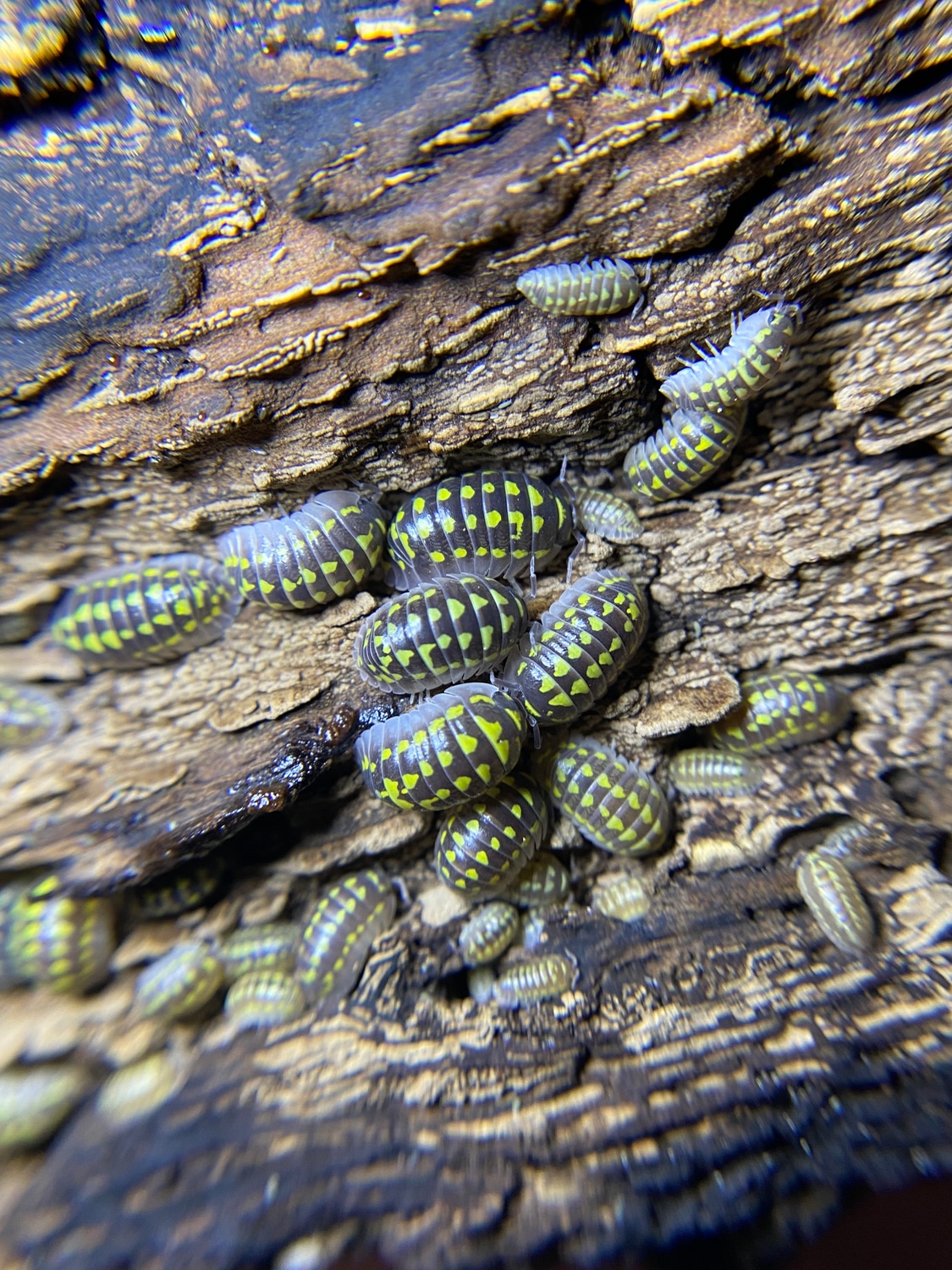 25+ Armadilldium Gestroi Isopod by Nidhoggnoses - MorphMarket