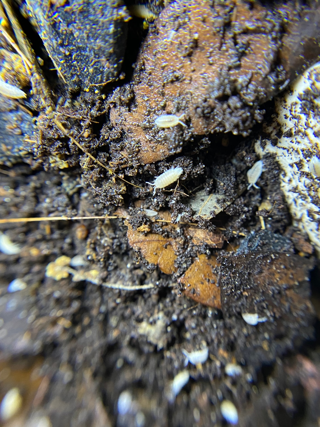 15+ Dwarf White Isopod by Nidhoggnoses - MorphMarket