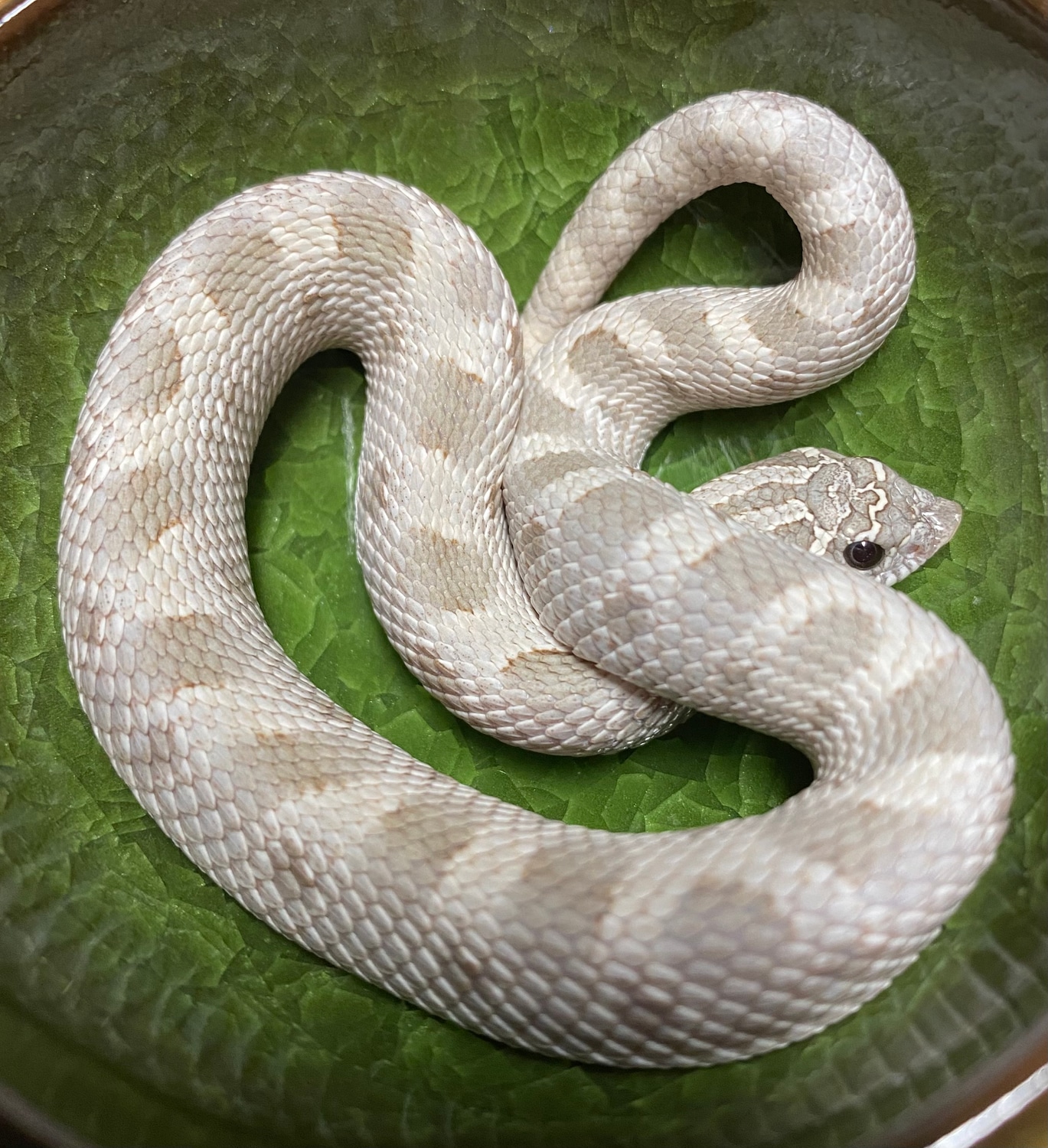 29g Male Lavender Conda Western Hognose by Nidhoggnoses - MorphMarket