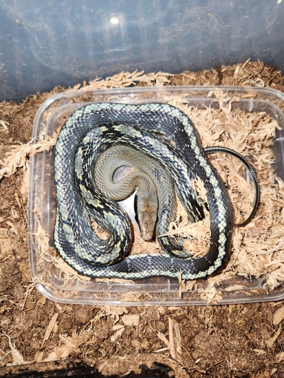 Vietnamese Blue Beauty Beauty Rat Snake by Jason Farrow