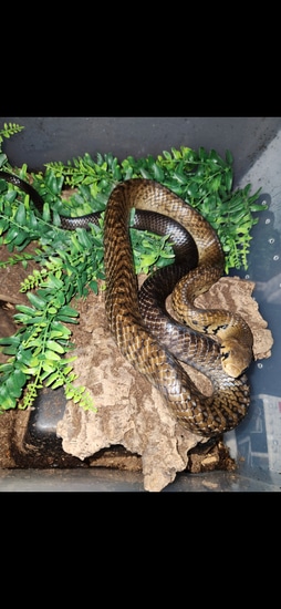 Pet Quality Mottled Black Tail Cribo Cribo & Indigo Snakes by Jason Farrow