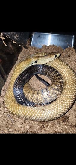 Black Tail Cribo Cribo & Indigo Snakes by Jason Farrow