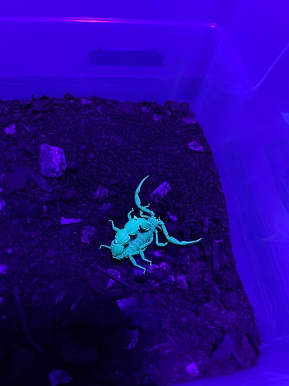 Androctonus Bicolor (Black Fat-tailed Scorpion) by Front Range Super ...