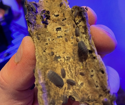 Papay- Cubaris Murina Isopod by Front Range Exotics - MorphMarket