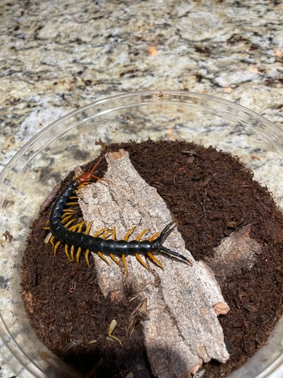 Texas Red Head Centipede by Front Range Exotics