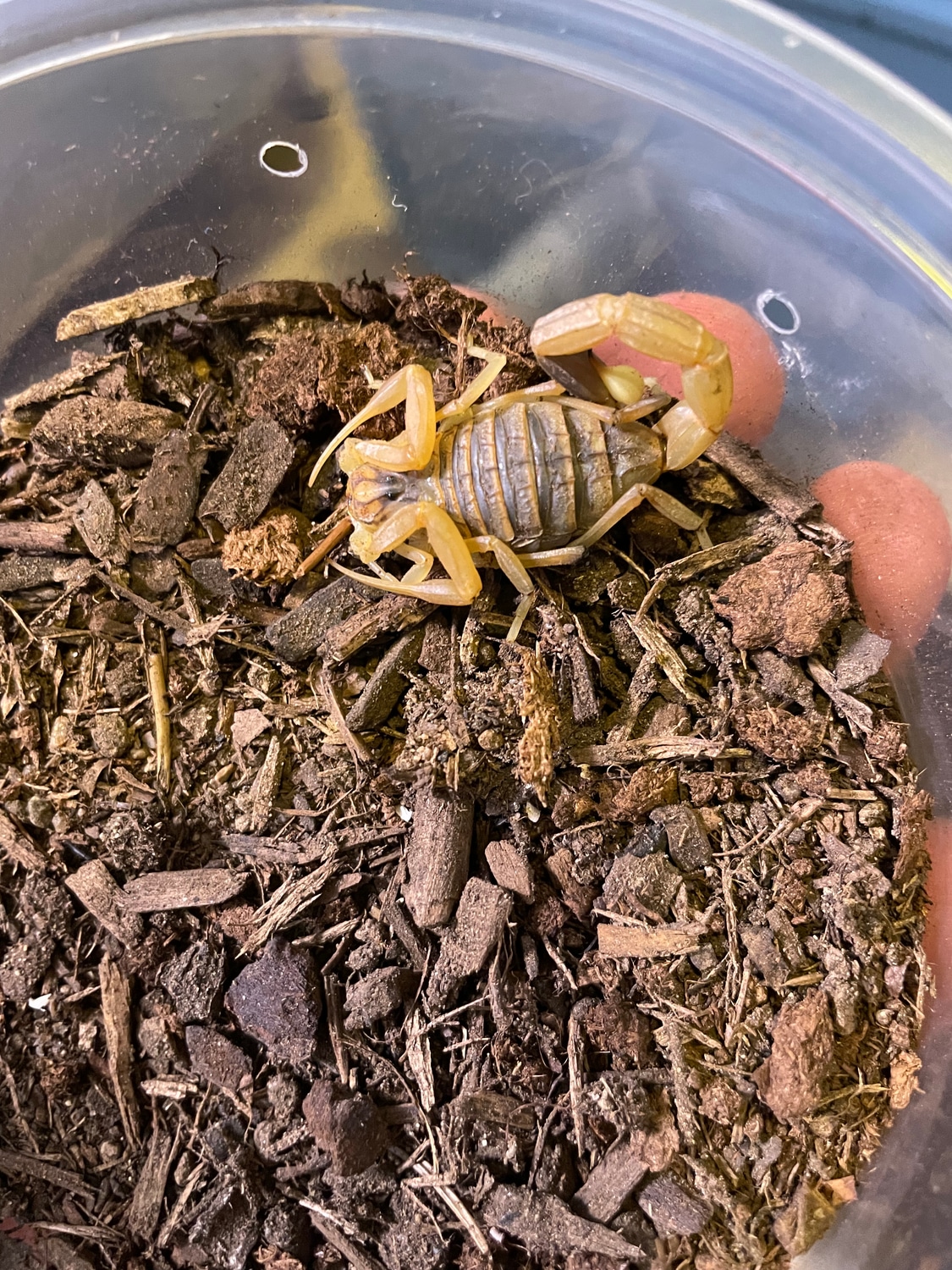 Death Stalker Scorpion by Front Range Exotics - MorphMarket