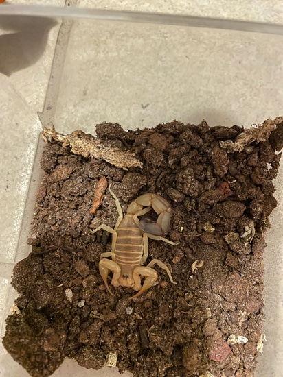Tunisian Fattail Scorpion by Front Range Super Dwarf & Dwarf Retics