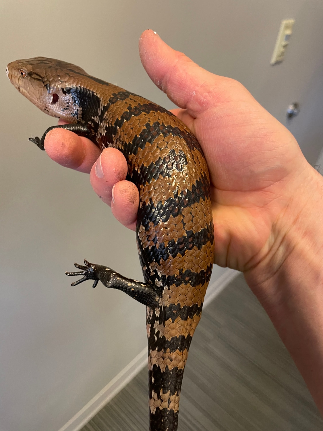 Halmagera Blue-tongue Skink Halmahera Blue-Tongued Skink by Front Range ...