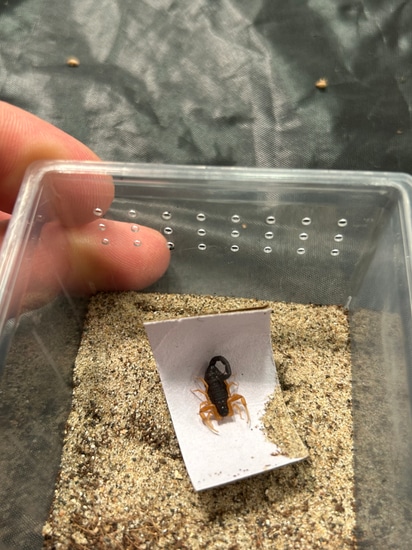 Hottentotta Gentili Ziz Scorpion by Front Range Super Dwarf & Dwarf Retics