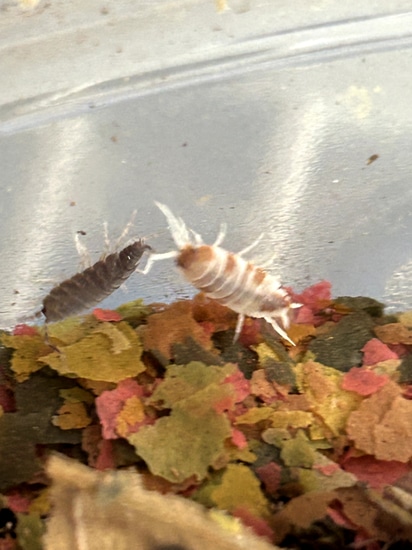 Porcellionides Party Mix Isopod by Front Range Super Dwarf & Dwarf Retics