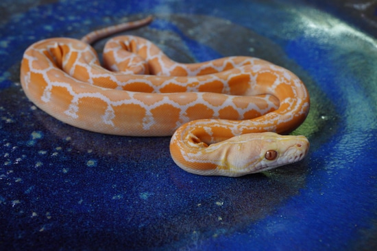 DWARF Albino Motley Tiger Reticulated Python by Front Range Super Dwarf ...