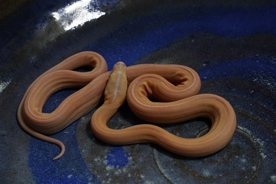 Dwarf White Albino Motley Golden Child Reticulated Python by Front ...