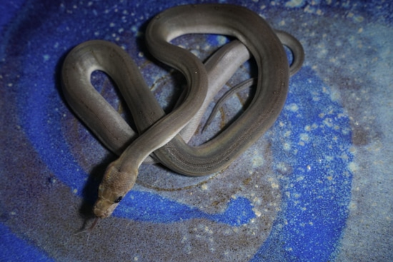 DWARF Super Motley Anery Golden Child Reticulated Python by Front Range ...