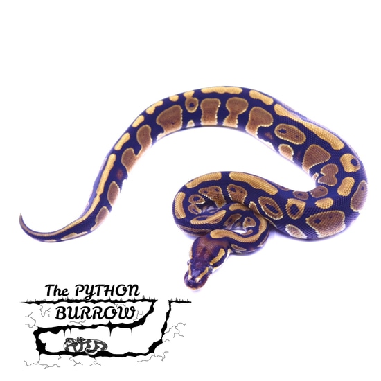 Enchi Het Pied (Poss GeneX) Ball Python by The Python Burrow LLC