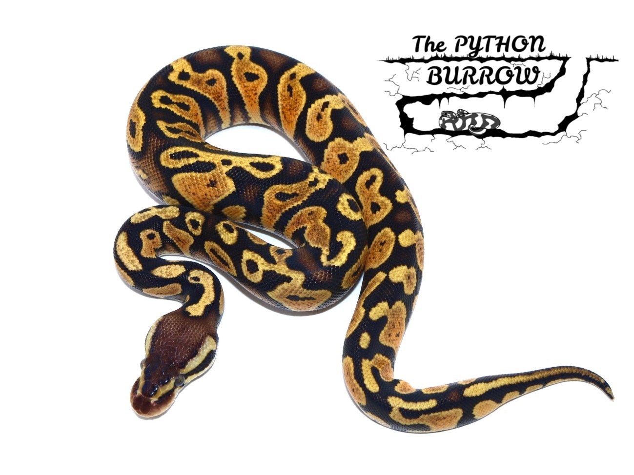 Orange Dream Pastel Ball Python by The Python Burrow LLC - MorphMarket