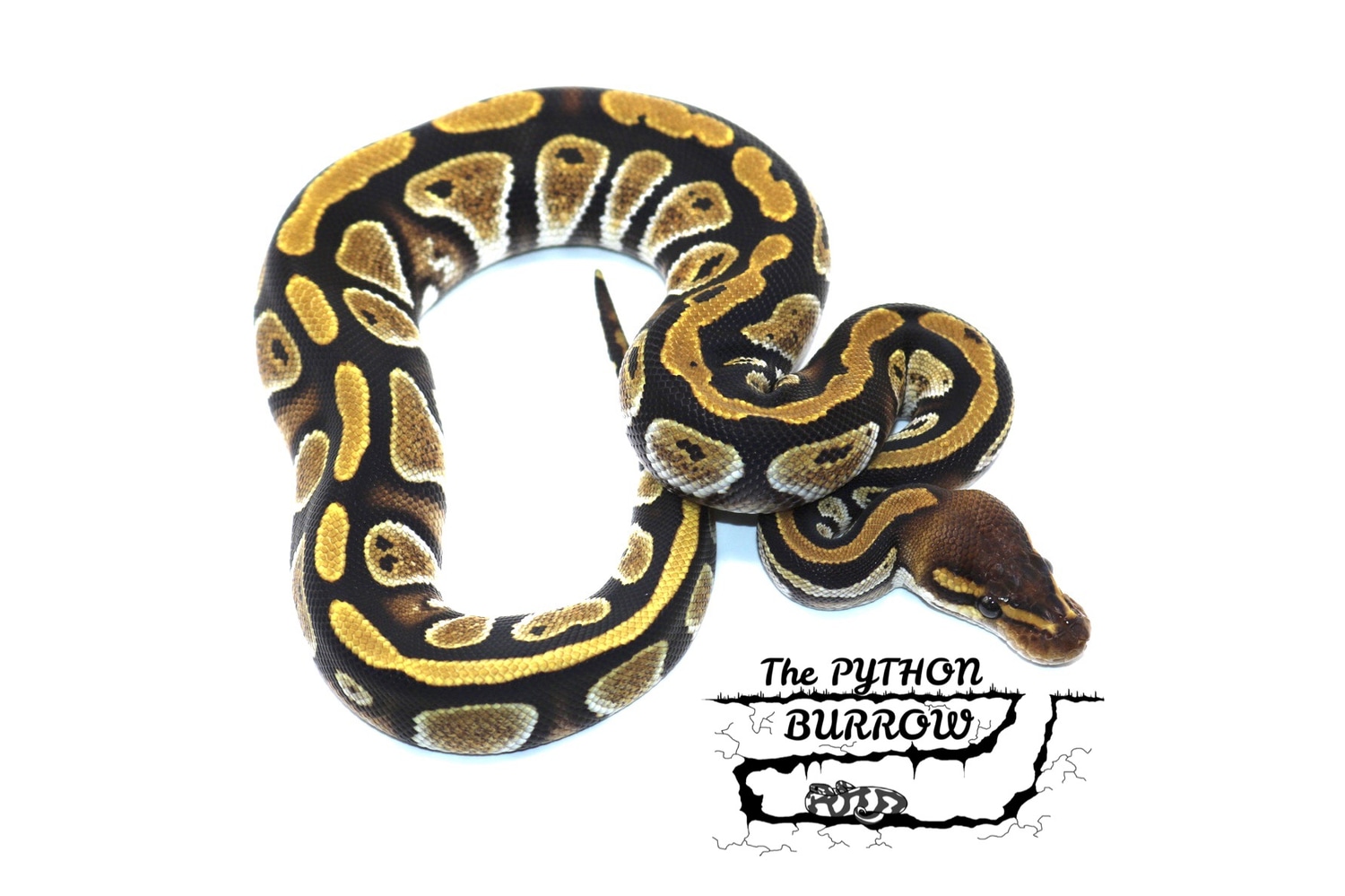 Cypress Ball Python by The Python Burrow LLC - MorphMarket