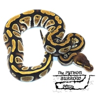 Firefly Ball Python by The Python Burrow LLC - MorphMarket