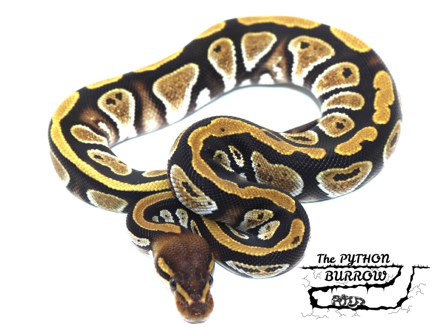 Cypress Ball Python by The Python Burrow LLC - MorphMarket