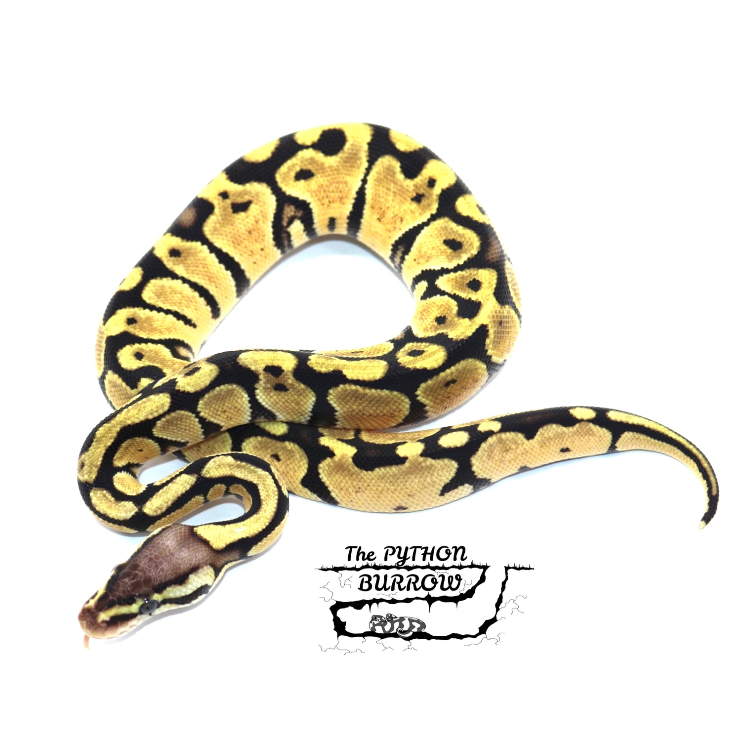 Pastel 100% Het Axanthic 50% Het Clown Ball Python by The Python Burrow ...