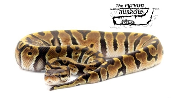 Hidden Gene Woma Ball Python by The Python Burrow LLC