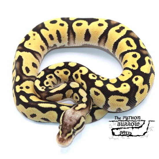 Firefly Ball Python by The Python Burrow LLC