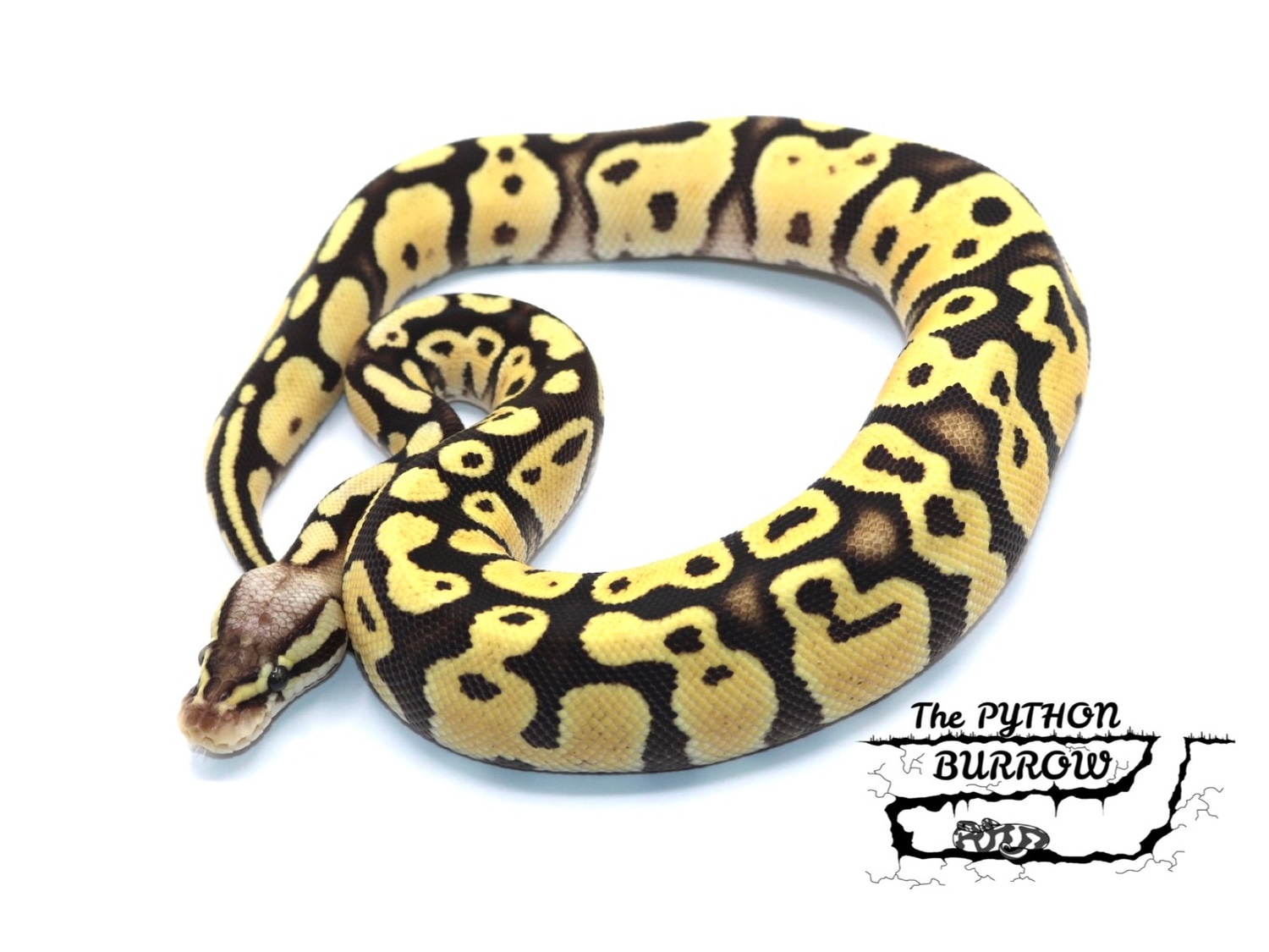 Firefly Ball Python by The Python Burrow LLC - MorphMarket