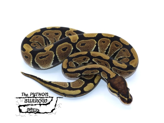 Het Ultramel Ph Hypo Ph Lavender Ball Python by The Python Burrow LLC