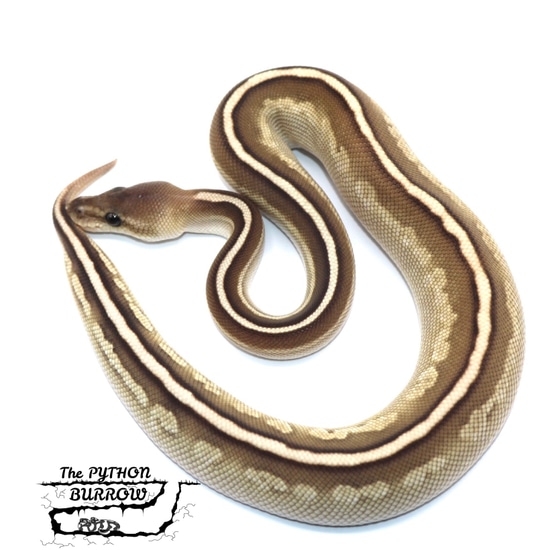 Cinnamon Cypress Lesser Ball Python by The Python Burrow LLC