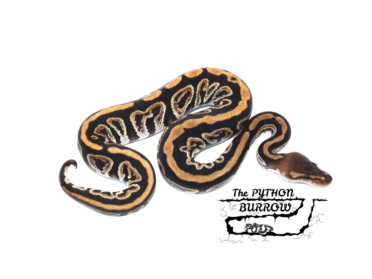 Black Pastel Cypress Ball Python by The Python Burrow LLC - MorphMarket