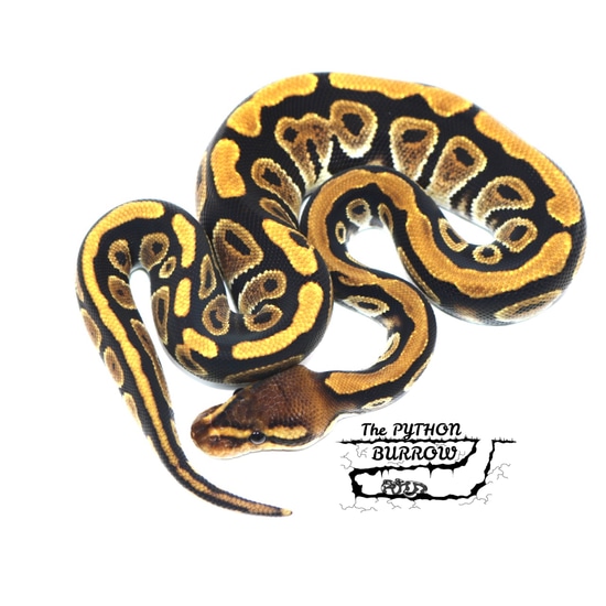 Cypress Ball Python by The Python Burrow LLC