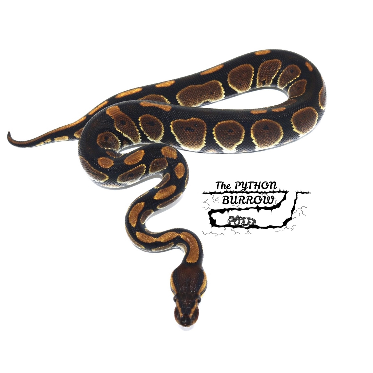 Black Head Ball Python by The Python Burrow LLC - MorphMarket