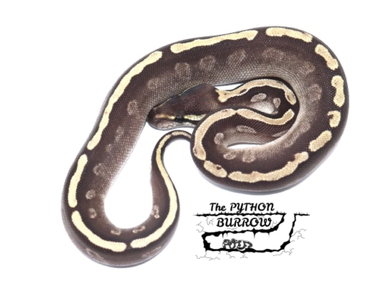 GHI Mojave HRA Ball Python by The Python Burrow LLC