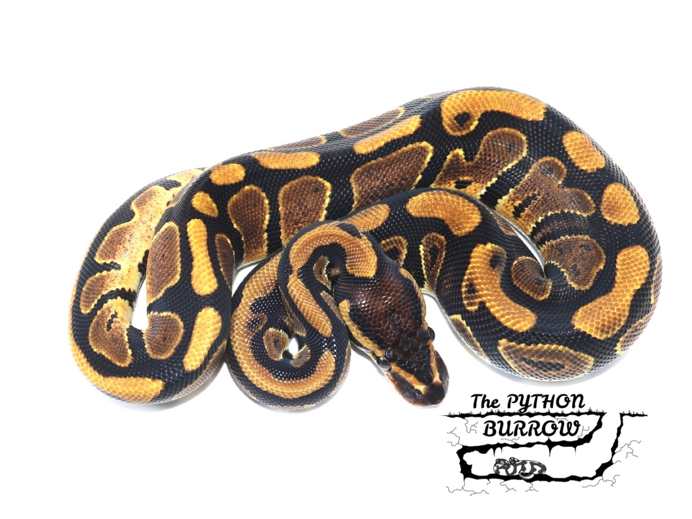 Het Pied Ball Python by The Python Burrow LLC - MorphMarket