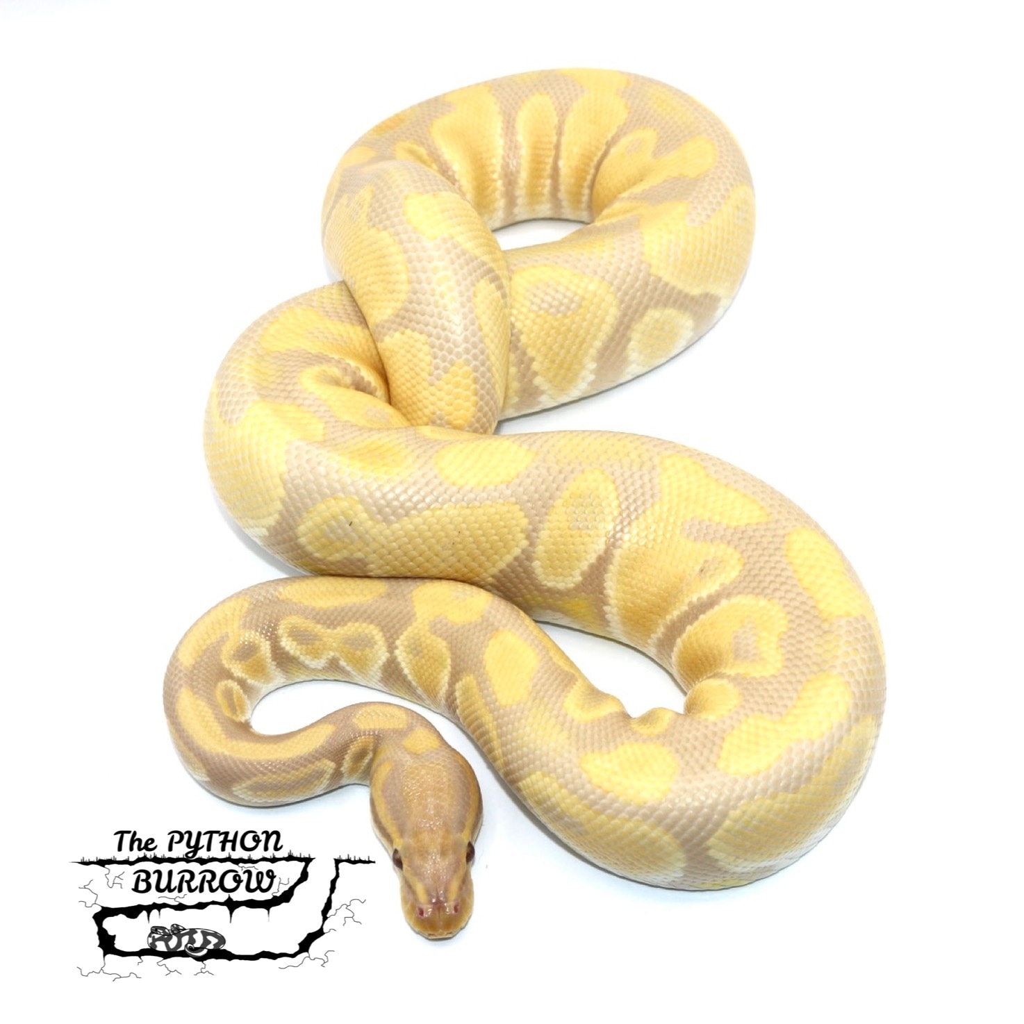 Lavender Albino Ball Python by The Python Burrow LLC - MorphMarket