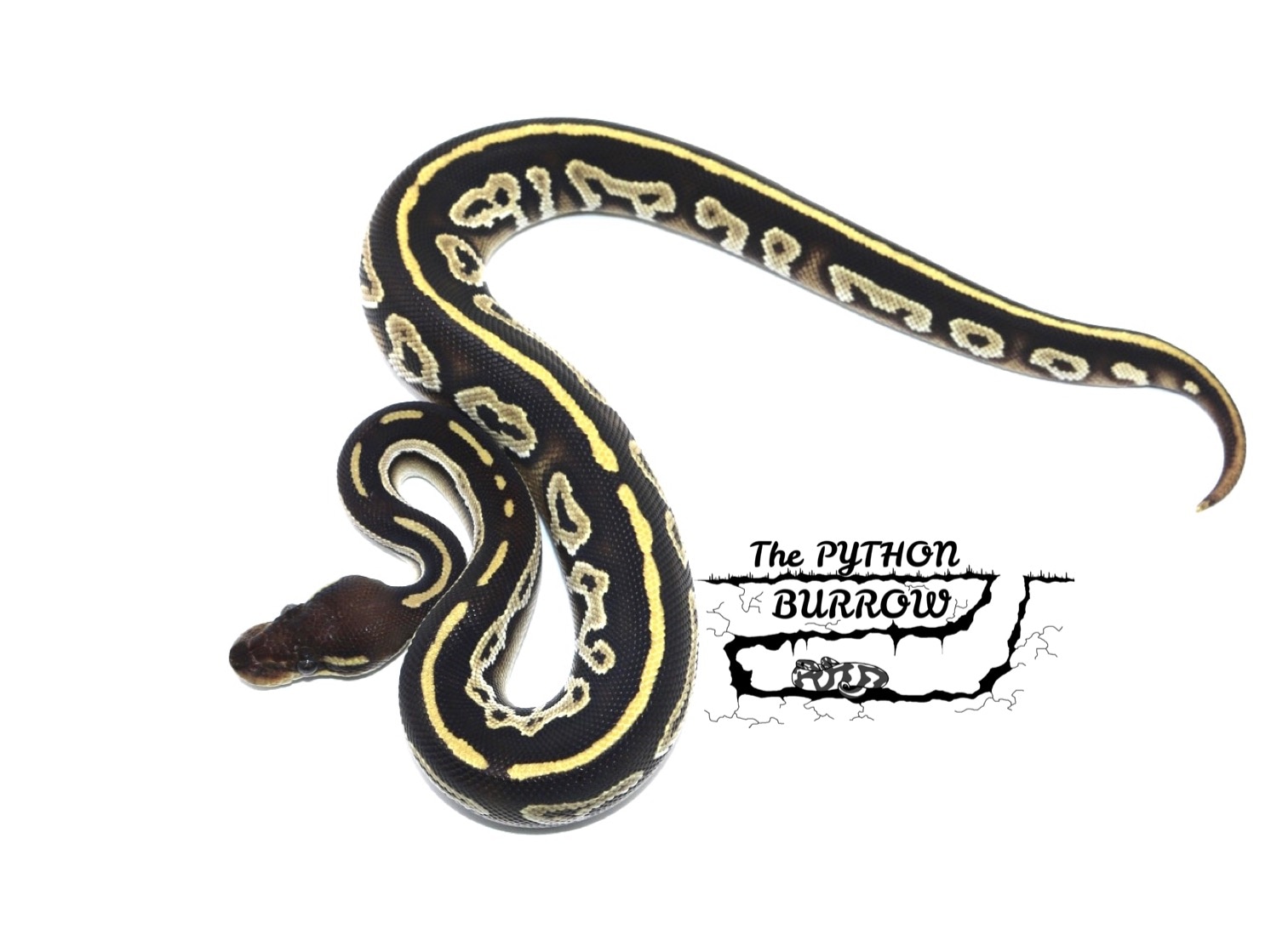 Black Head Het Red Axanthic Mojave Ringer Ball Python by The Python ...