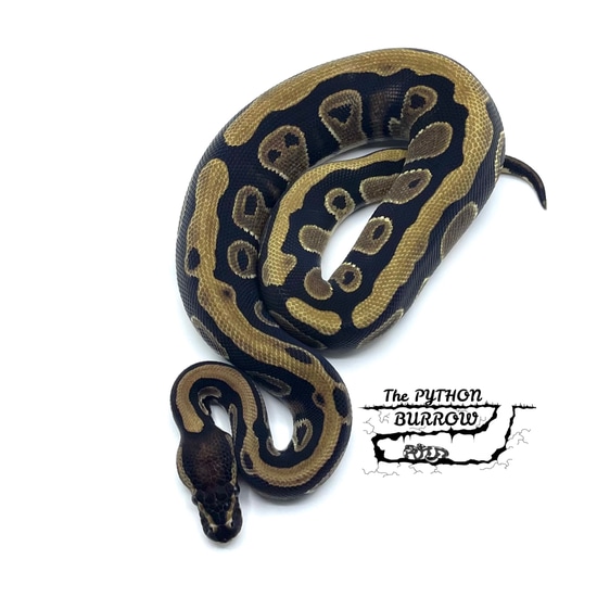 Het DG 50% Het Pied Ball Python by The Python Burrow LLC