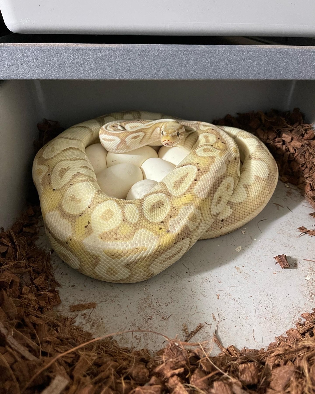 Ball Python Clutch: 822 by The Python Burrow LLC - MorphMarket