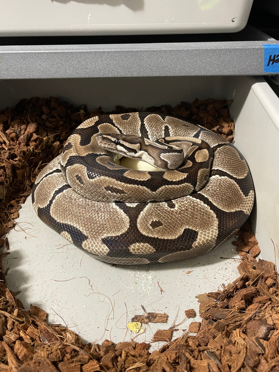 Ball Python Clutch: 1022 by The Python Burrow LLC - MorphMarket