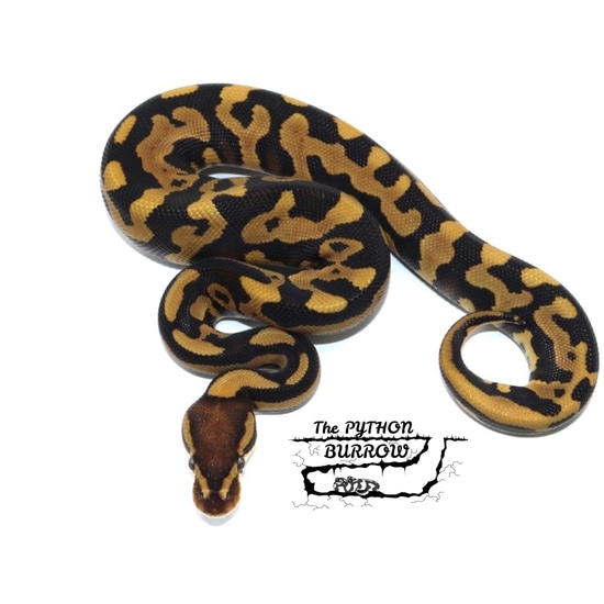 Leopard Phantom Het Clown Ball Python by The Python Burrow LLC