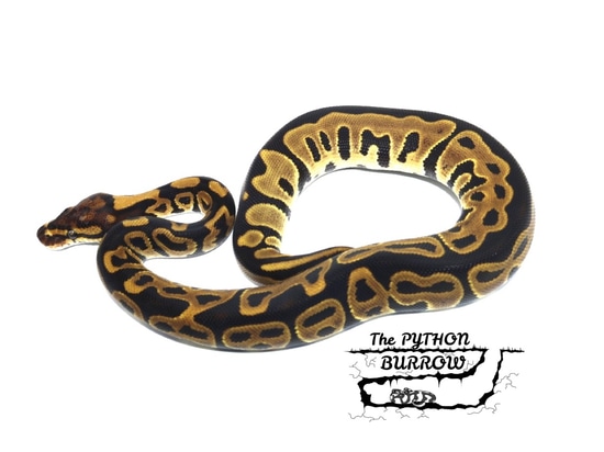 Leopard Het Ultramel Ball Python by The Python Burrow LLC