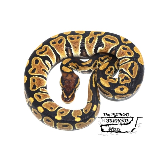 Het Ultramel Ball Python by The Python Burrow LLC