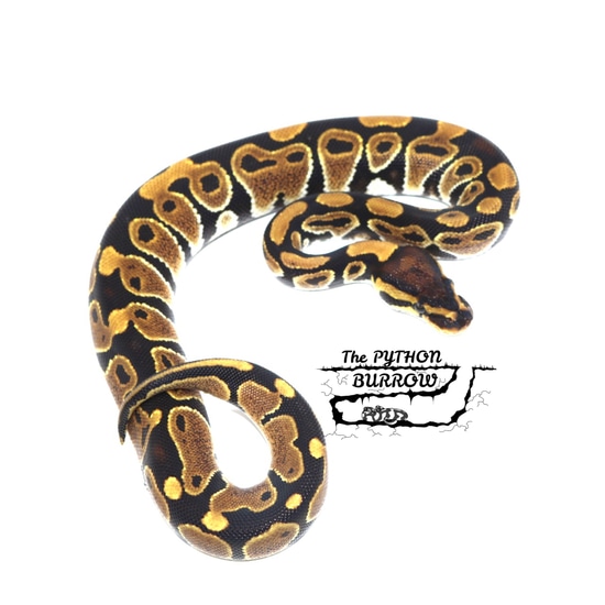 Het Ultramel Ball Python by The Python Burrow LLC
