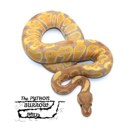 Banana Het Ultramel Ball Python by The Python Burrow LLC