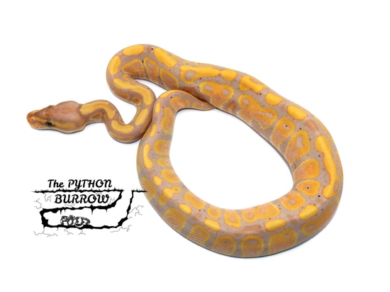 Coral Glow Ball Python by The Python Burrow LLC