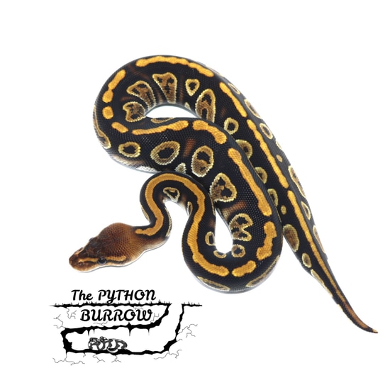 Cypress Ball Python by The Python Burrow LLC