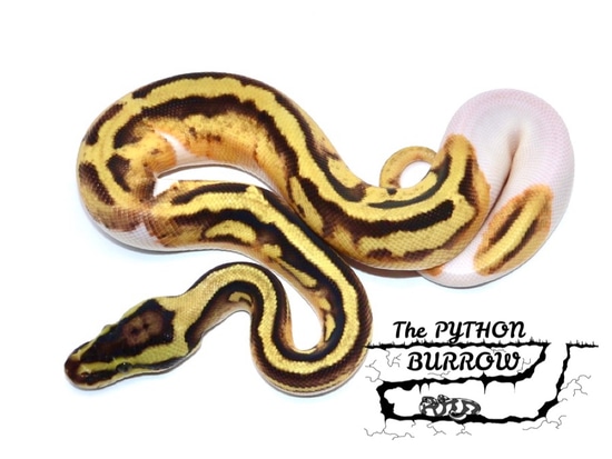 Enchi Pastel Pied Ball Python by The Python Burrow LLC