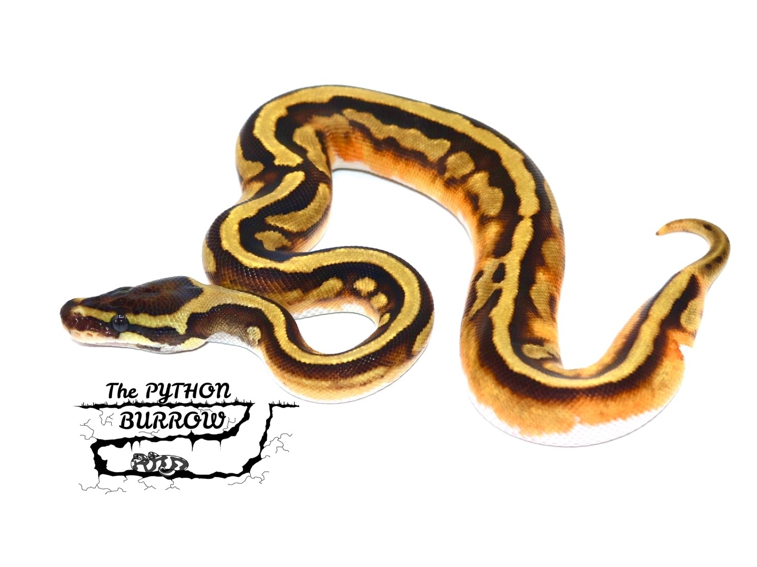 Enchi GeneX Pied Ball Python by The Python Burrow LLC - MorphMarket