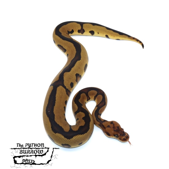 Leopard Clown Ball Python by The Python Burrow LLC