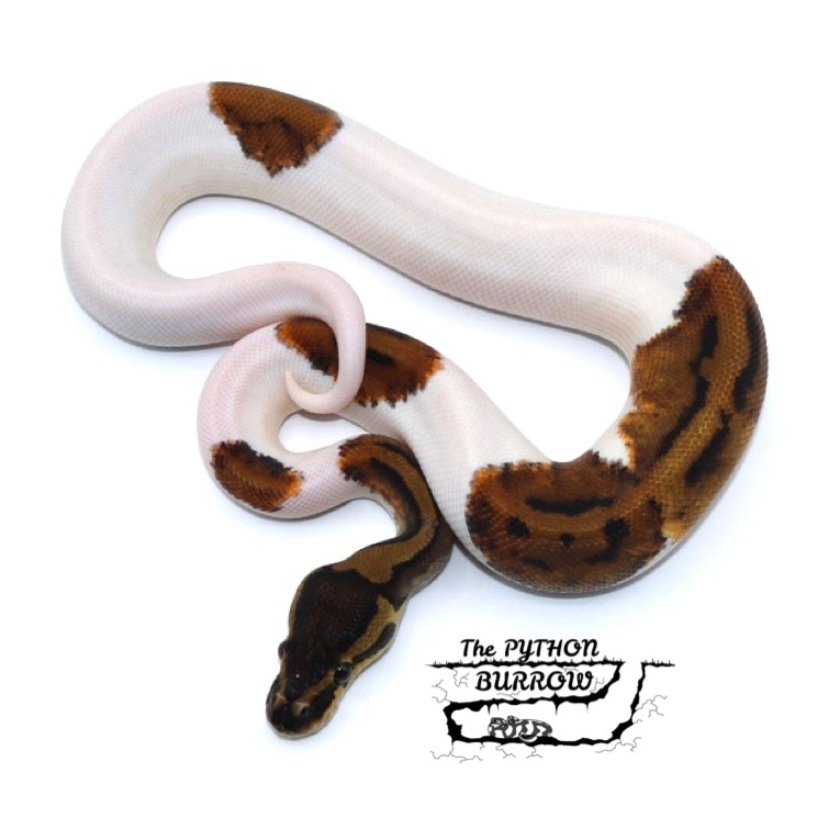 Emoji Pied Ball Python by The Python Burrow LLC - MorphMarket